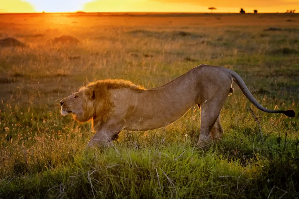 8 Days Kenya Wildlife & Culture Adventure – Paradise Tours & Travel